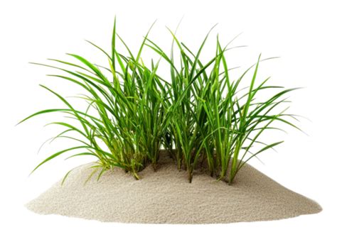 Desert Grass Pngs For Free Download