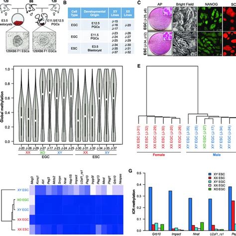 Sex Rather Than Cell Type Drives Global Dna Methylation Patterns In