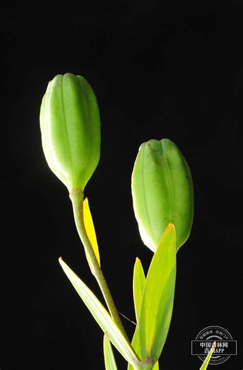 草木吉林｜有斑百合 中国吉林网