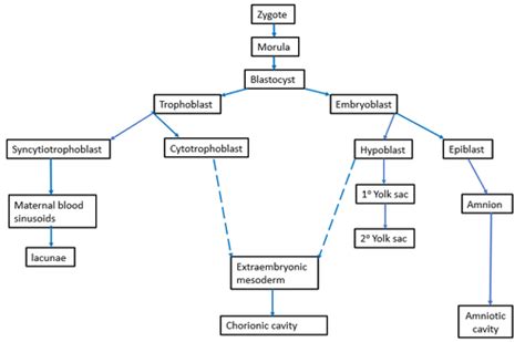 Derivatives Of Germ Layers Flashcards Quizlet