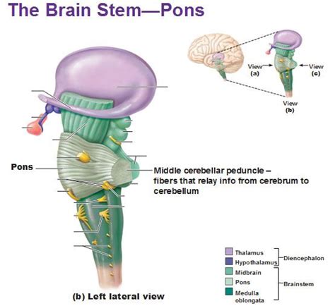 Midbrain Pons Medulla Alizaknoemolina