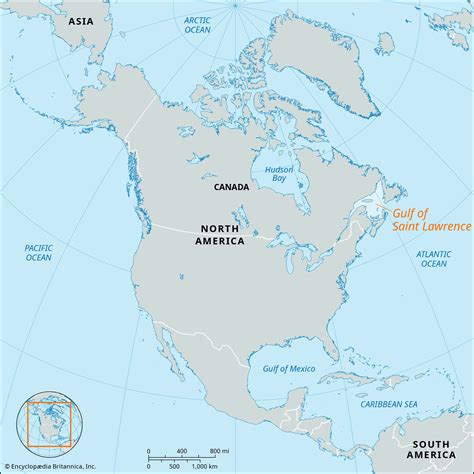Gulf Of St Lawrence Aster