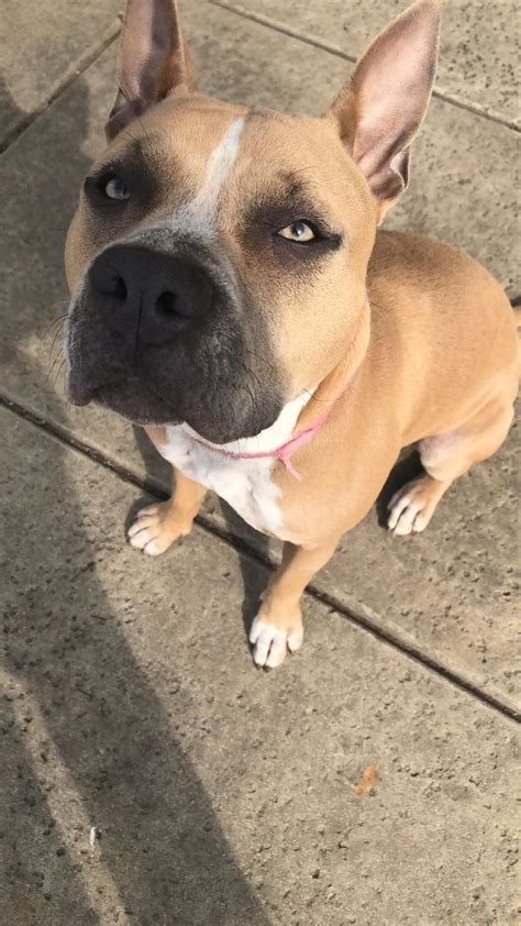 Pretty Girl R Pitbulls
