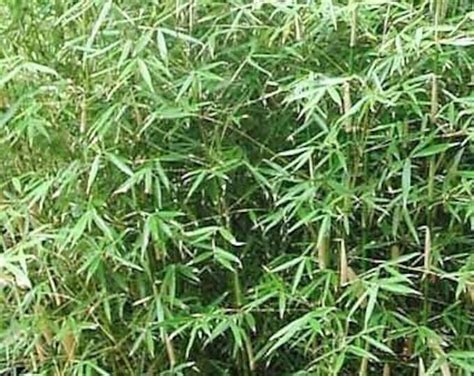 Fargesia Scabrida Bamboo Live Plant 1 Gallon Pot Size Non Invasive Etsy