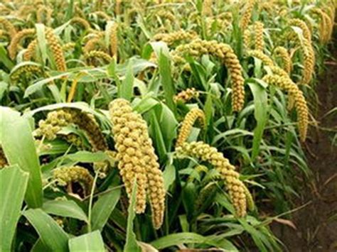 小米种植时种子如何选择购买种子去哪里 花海建设 长景园林网