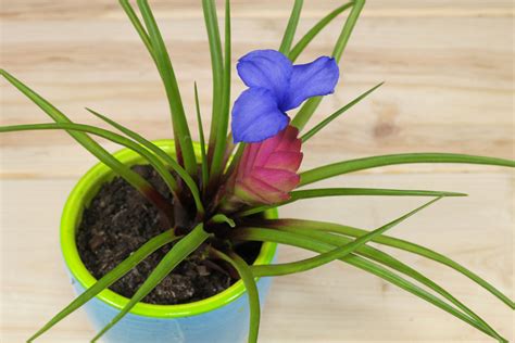 Wallisia (Tillandsia) cyanea