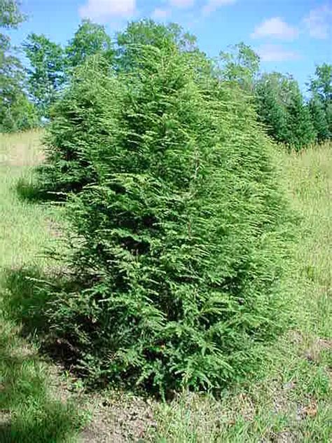 Hemlock Tree Pictures Pictures Of Hemlock Trees