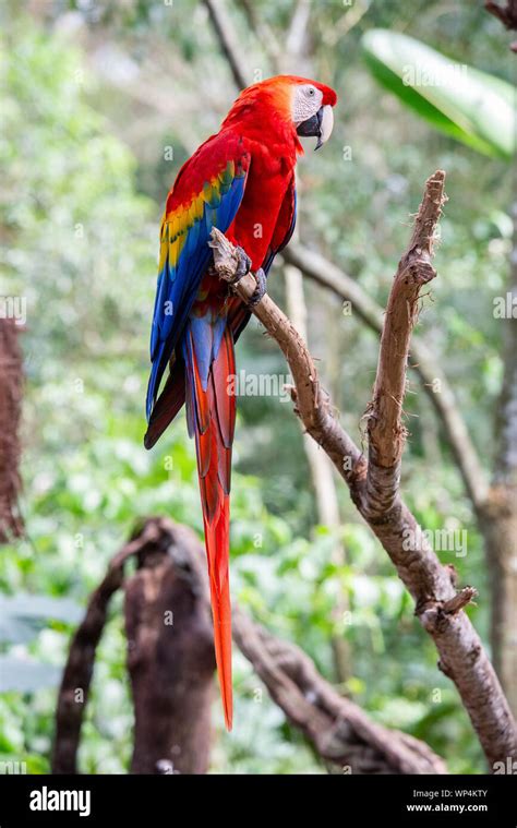The Red Macaw Or Macaw Aliverde Is A Species Of Bird Of The Parrot