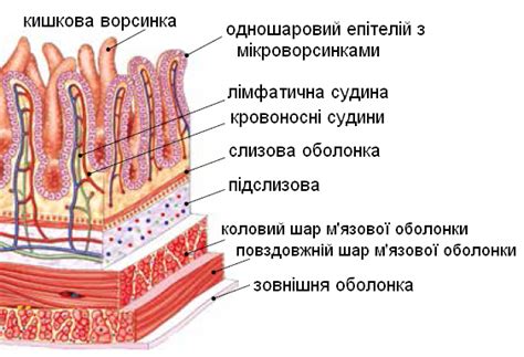 Тонкий кишечник Відділи Будова стінки Процеси травлення Порожнинне та пристінкове травлення