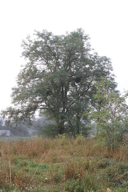 Copac Natura Luncă Fotografie Gratuită Pe Pixabay Pixabay