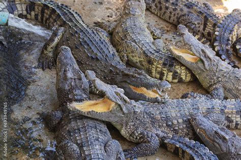 Crocodile park is now common in some countries. The close view of the ...
