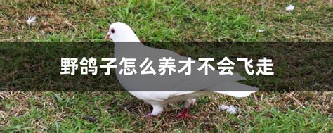 野鸽子怎么养才不会飞走 懂鸟帝