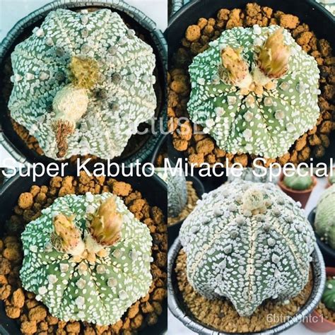 อัตราการงอก 90 Cactus คละชุด ต้นไม้มงคล ต้นไม้ฟอกอากาศ ไม้ประดับ ต้นไม้ประดับ พันธุ์ไมเมล็ด