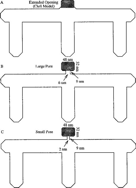 Figure 1 From Analysis Of Synaptic Transmission In The Neuromuscular Junction Using A Continuum