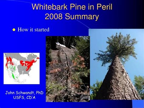 Ppt Whitebark Pine In Peril 2008 Summary Powerpoint Presentation