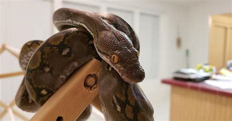 2 Yr Male Kalatoa Retic Imgur