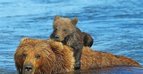 Медведица и медвежонок Пикабу