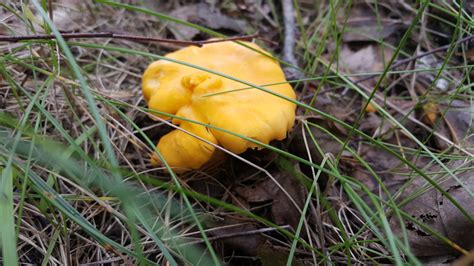 А это мы за грибами ходили С Матроскин — Drive2