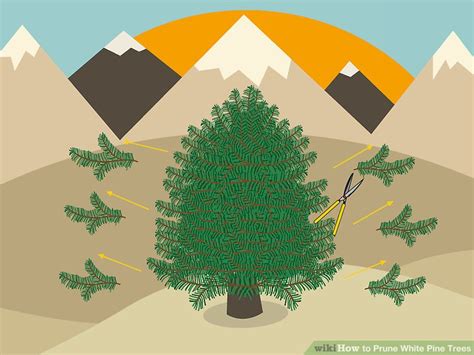 3 Ways To Prune White Pine Trees WikiHow