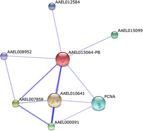Predicted Functional Interactions Of The Conserved Hypothetical Protein Download Scientific