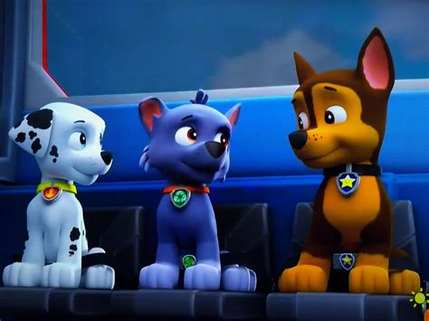 Chase Marshall And Rocky Paw Patrol Relation Ship Wiki Fandom