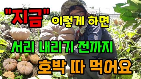 호박밭에 지금 이렇게 하면 서리 내리기 전까지 호박 따 먹어요 맷돌호박 토종호박 키우기 호박추비 늙은호박 수확시기 방법