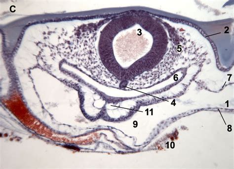 Embryology Of Chicken 33 36 H