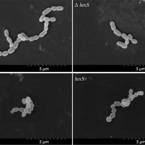 The Morphology Of Ss2 Wild Type Strain Ha9801 Mutant Strain Δluxs