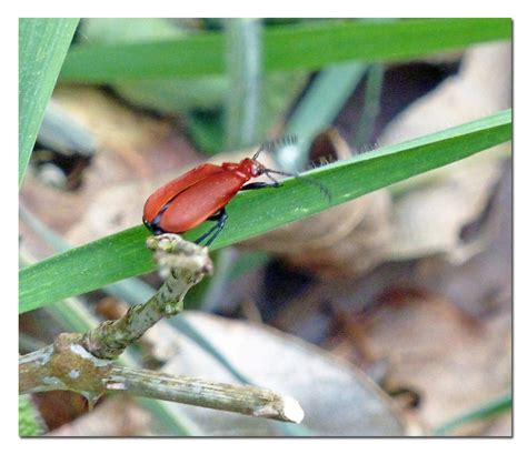Wild And Wonderful Eye Catching Insects Cardinal Beetle
