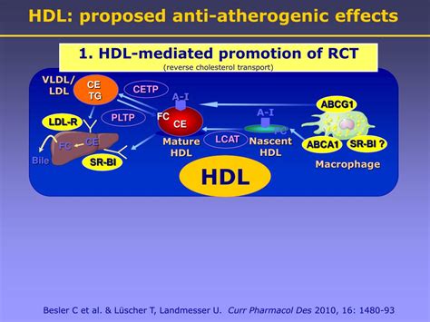 PPT HDL C Concentration Versus HDL Particle Function What Exactly Does HDL Functionality Mean