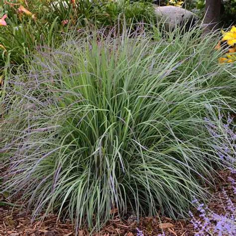Little Bluestem Blue Heaven® Schizachyrium Scoparium