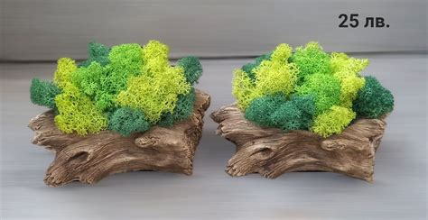 Кашпи със скандинавски мъх гр Бургас Изгрев • Olx Bg