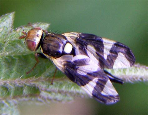 Tephritid Fly Life And Opinions Life And Opinions