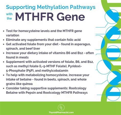 Supporting Methylation Pathways With The Mthfr Gene