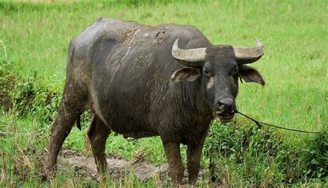 History Of Carabao Carabao Facts Worksheets Etymology Wxrakx