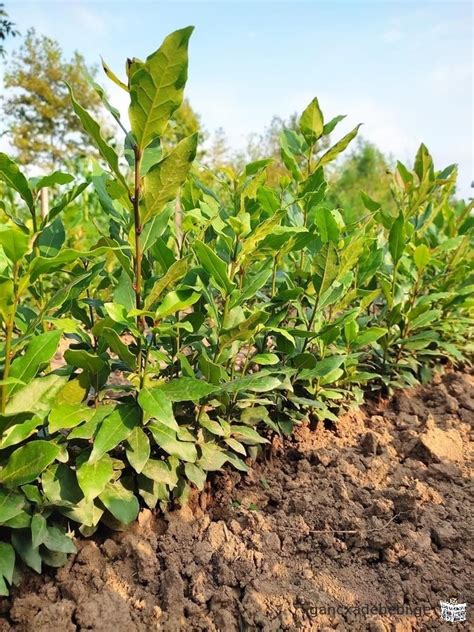 იყიდება დაფნის ნერგები ზუგდიდი Geo1475218 განცხადება მცენარეები ხეები სახლი ბაღი