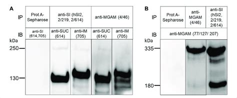 Sucrase And Isomaltase Interact Avidly Mgam In Tx 100 Solubilized Human Download Scientific
