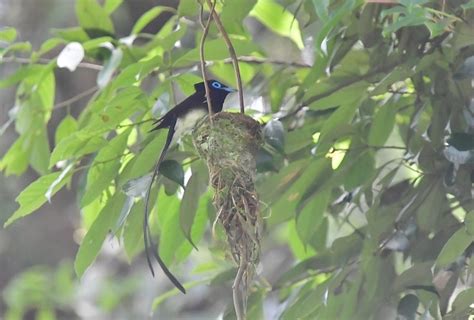 巣作り kiyo爺の鳥撮り