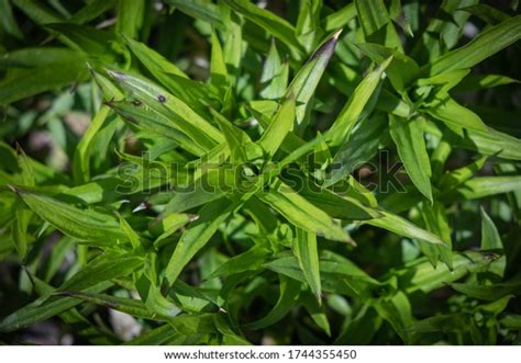 Herbal Grass Leys Photos And Images Shutterstock