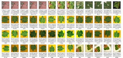 Cotton Leaf Disease Identification Dataset Pointcloud Slam Image Web3