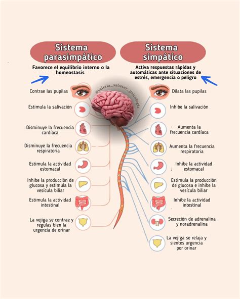 Valeria 🍃el Sistema Nervioso Simpático Y El Parasimpático Son Dos