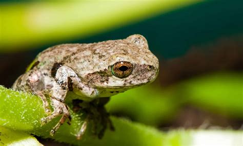 Are Gray Tree Frogs Poisonous Organize With Sandy