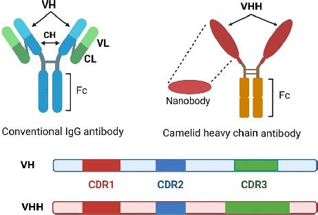 Figure 1 From Sequence Based Nanobody Antigen Binding Prediction Semantic Scholar