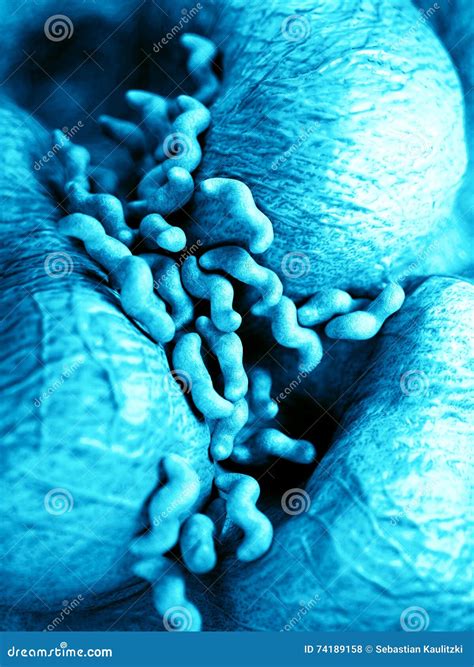 The Campylobacter Stock Illustration Illustration Of Bacteria 74189158