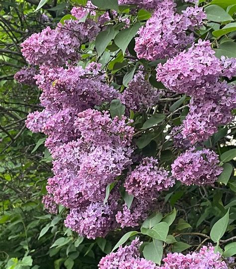 Common Purple Lilac Syringa Vulgaris Oak Summit Nursery