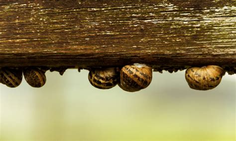 How Long Do Snails Sleep Pests Banned