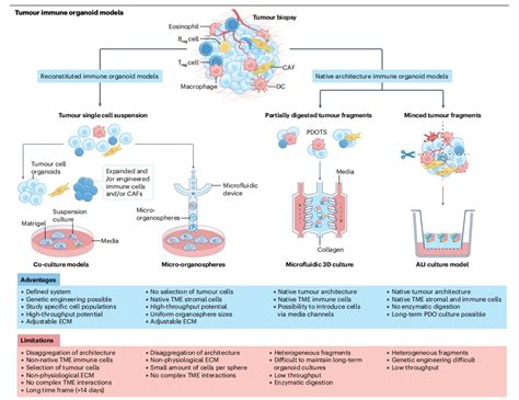 重磅综述！深入探讨模拟肿瘤免疫微环境的肿瘤类器官2 0版本 哔哩哔哩