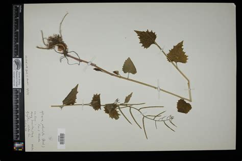 87294 Service File  Vassar College Digital Library