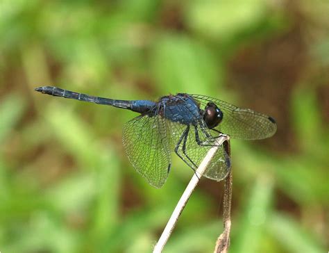 Indothemis Carnatica Mes Libellules