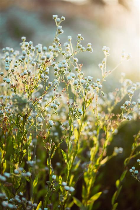 Top 999 Natural Flower Wallpaper Full Hd 4k Free To Use